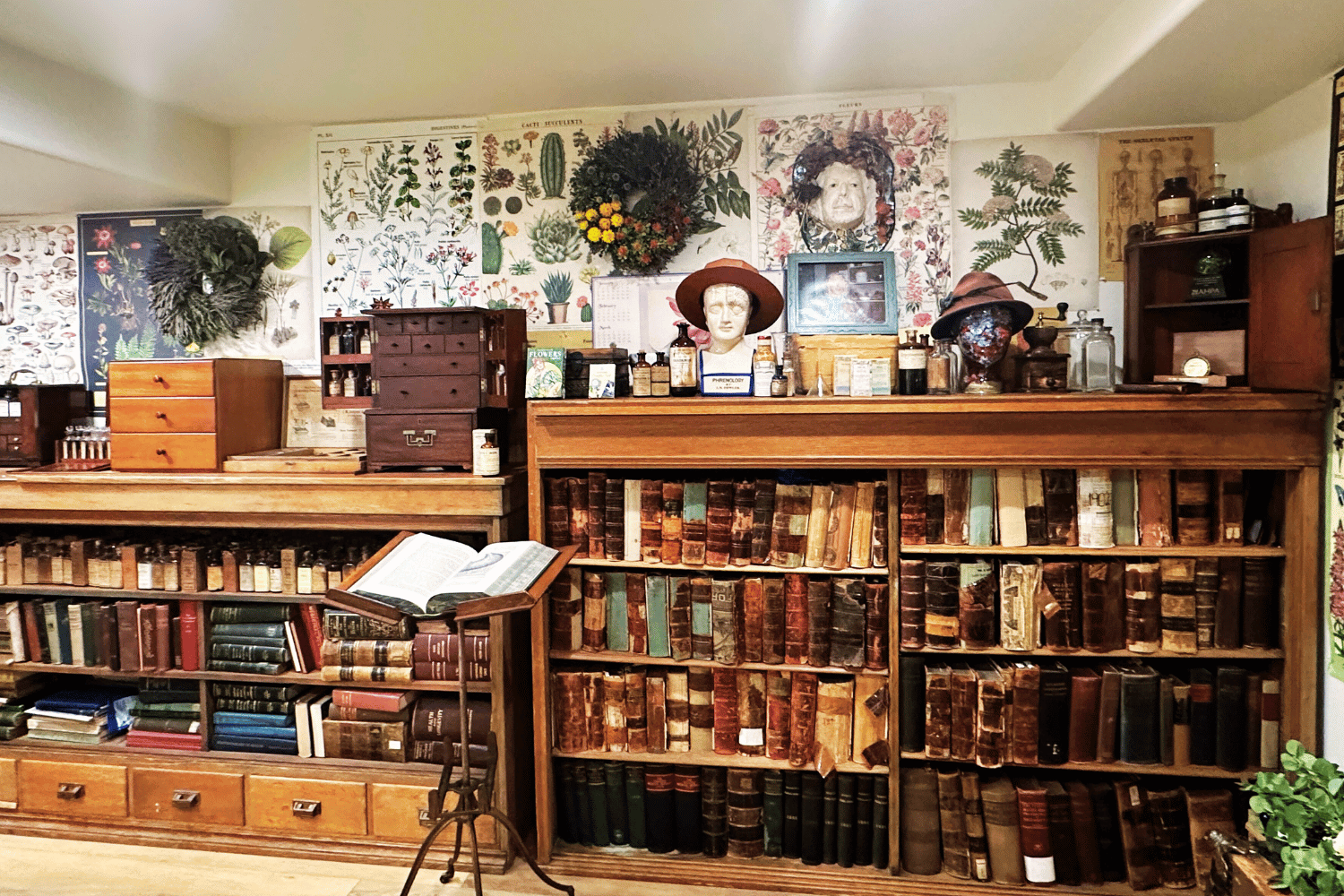 The Herbs We Return To: A Look Through the Eclectic Library – Eclectic Herb